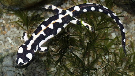 Der schönste Molch der Welt | Hietzing