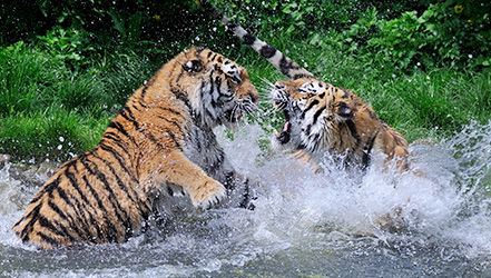 Fischeis und Badespaß im Tiergarten - 1130 Wien Hietzing