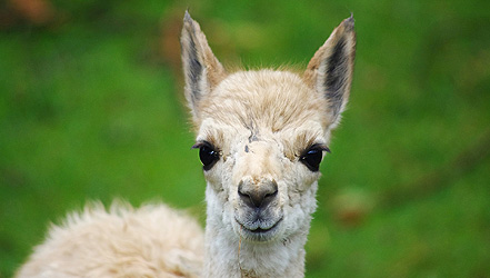 Flauschiger Vikunja-Nachwuchs - 1130 Wien Hietzing